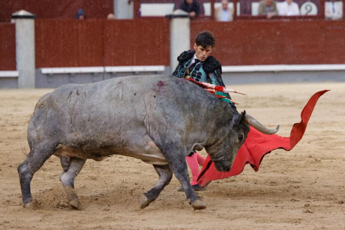 Un par de toros tapan levemente un saldo de mulos
