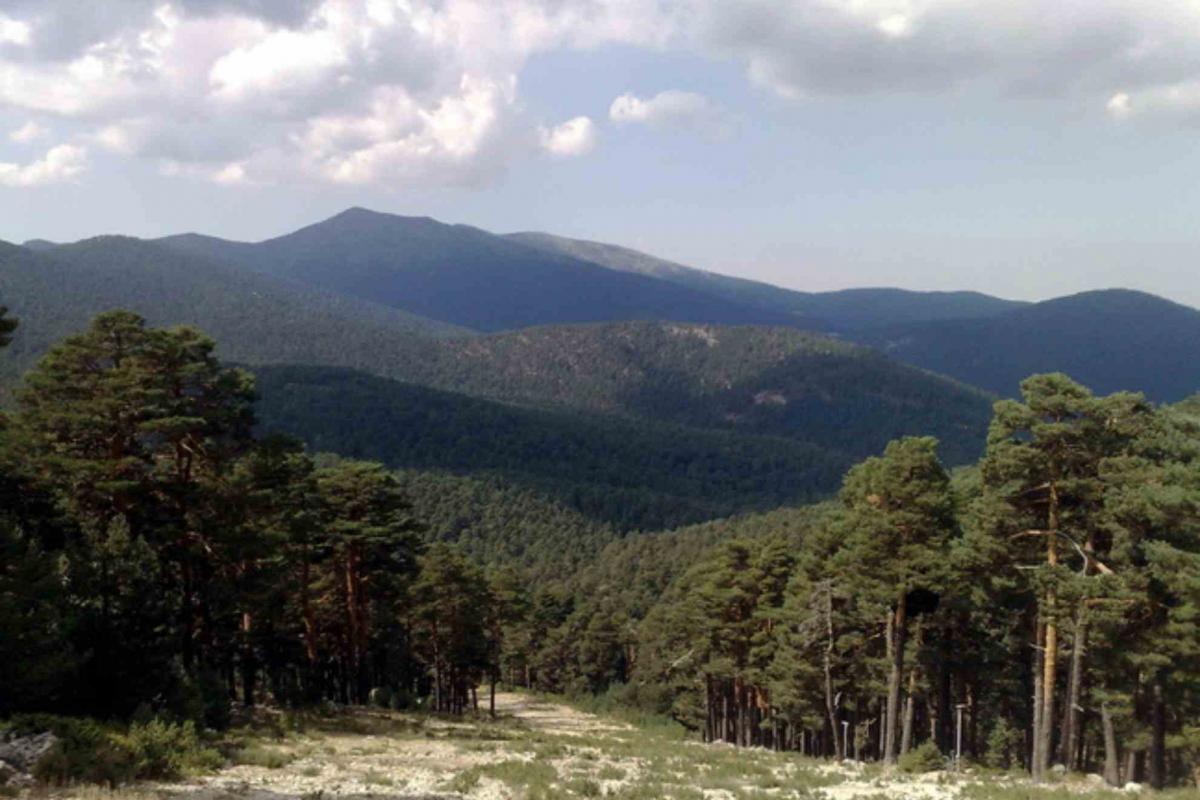 La ruta flanqueada por un inmenso bosque de pinos que conecta ...
