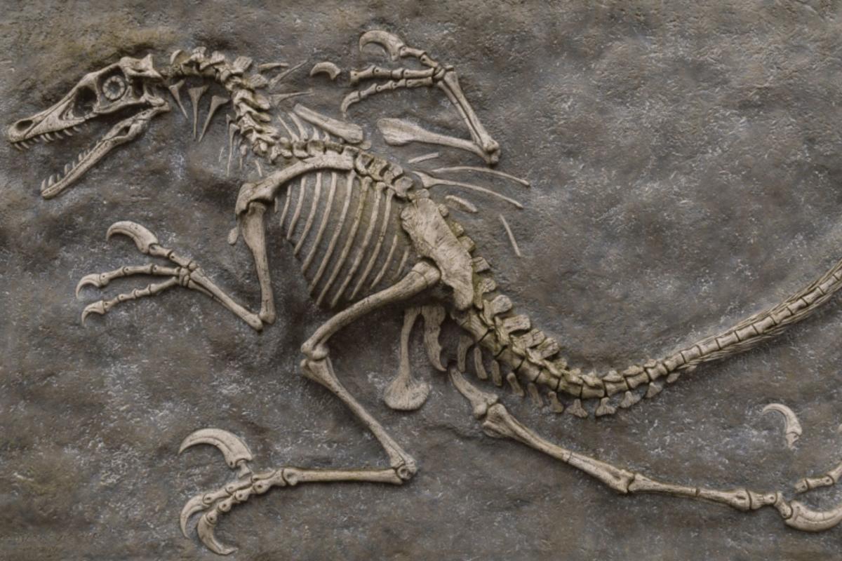 Descubren una nueva especie de dinosaurio que podría ser la puerta de ...