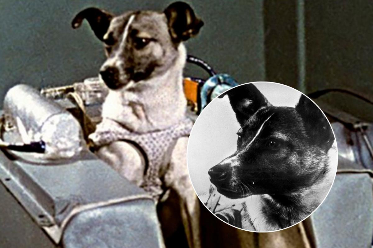 Qué fue de Laika, la perra callejera que los rusos mandaron al espacio