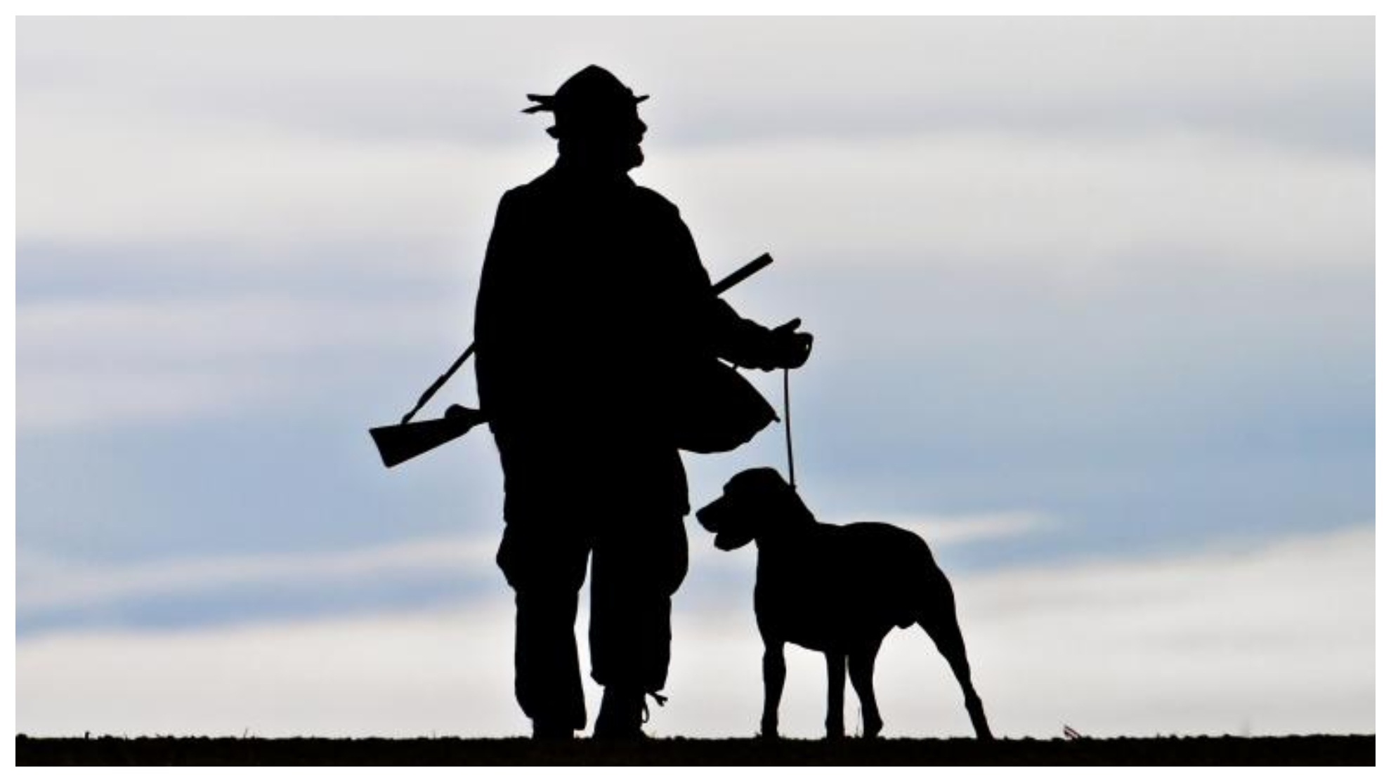 Existe Una Ley Sobre La Caca De Perro