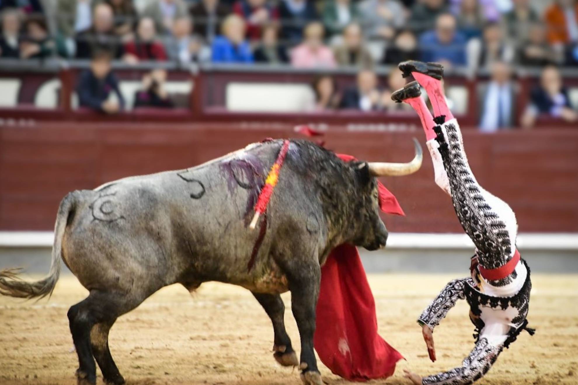 Toros - Últimas noticias - MARCA - Marca.com