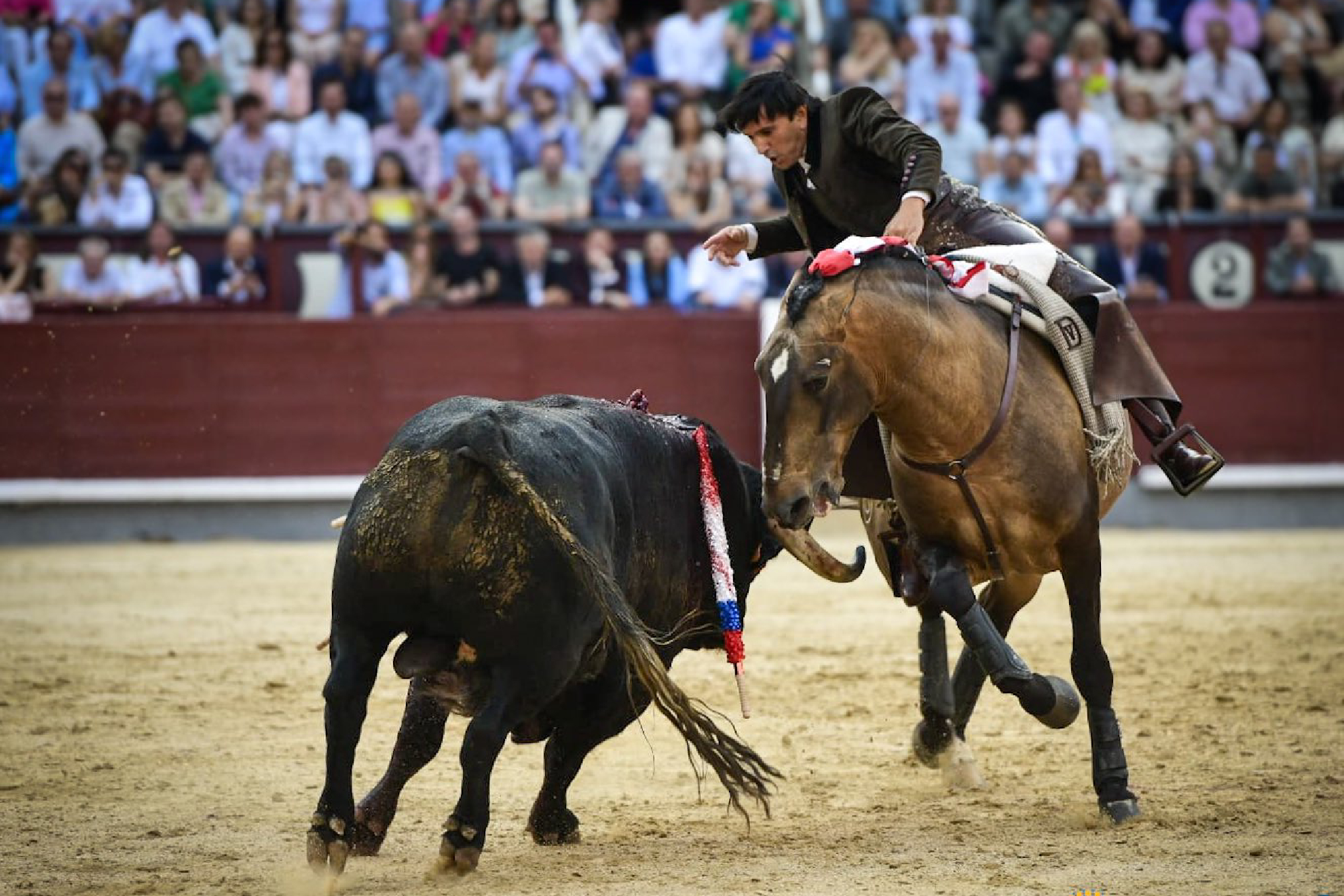 Toros - Últimas noticias de corridas en España