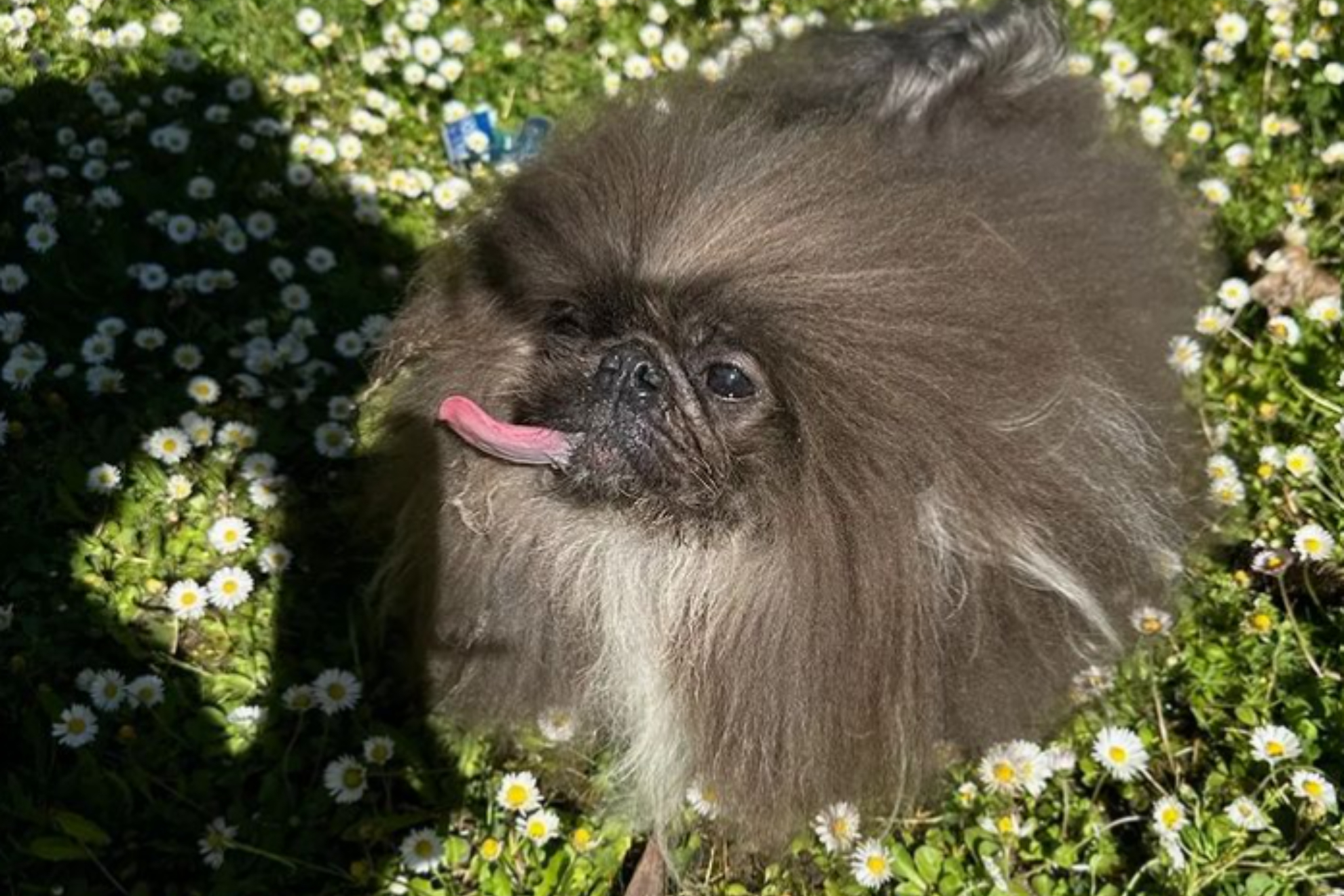 El Perro Más Feo Del Mundo Murió El Perro "más Feo Del Mundo"