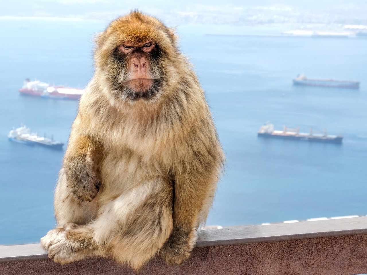 Por qué hay monos en el Peñón de Gibraltar y cómo llegaron allí