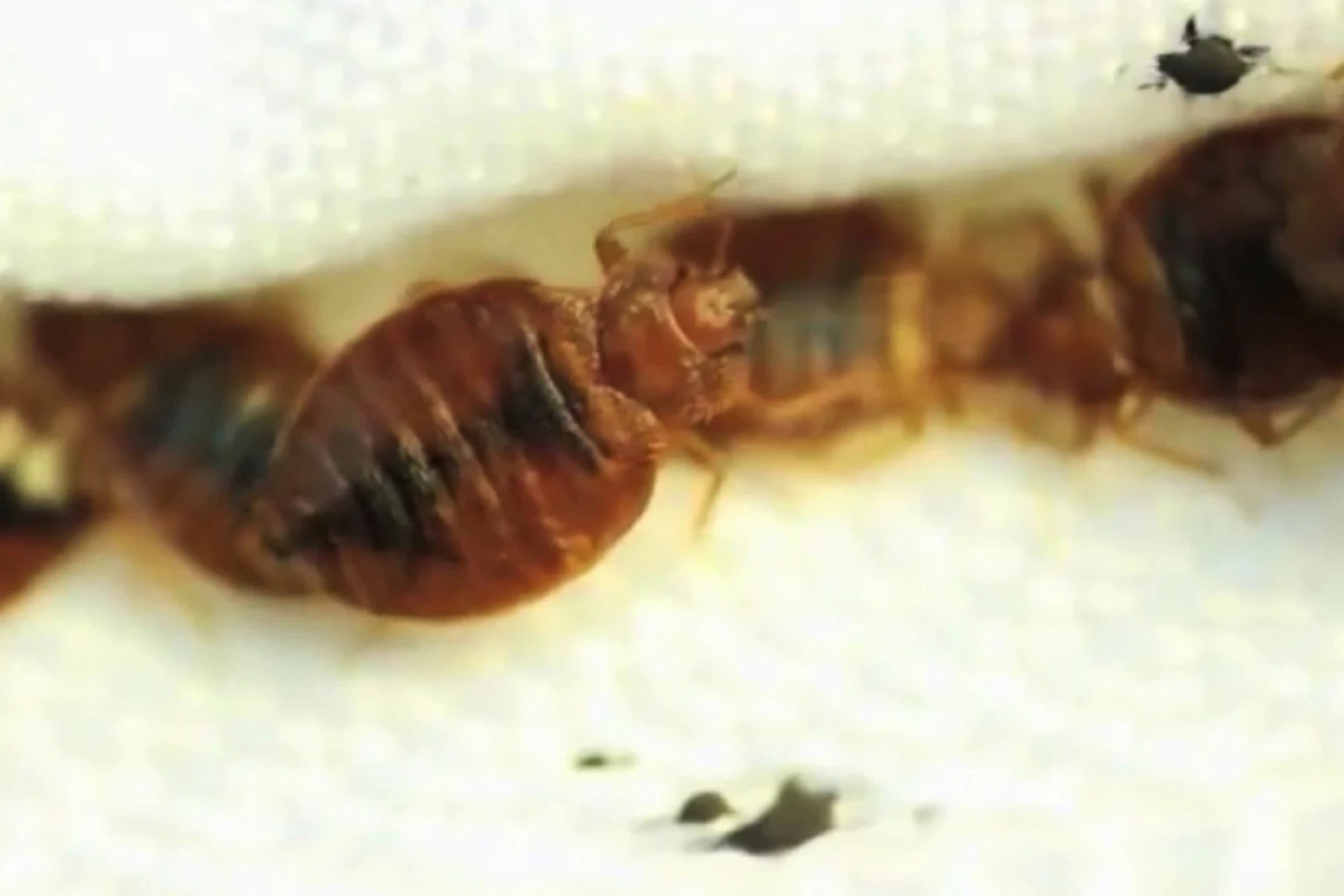 Plaga de chinches: cómo detectar si las tenemos en casa