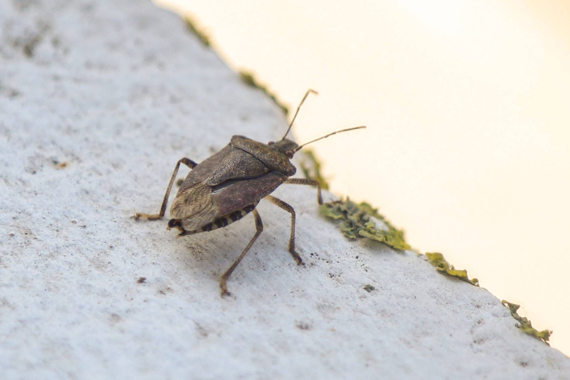 Esta es la forma de saber si hay chinches en tu casa y cómo detectar ...