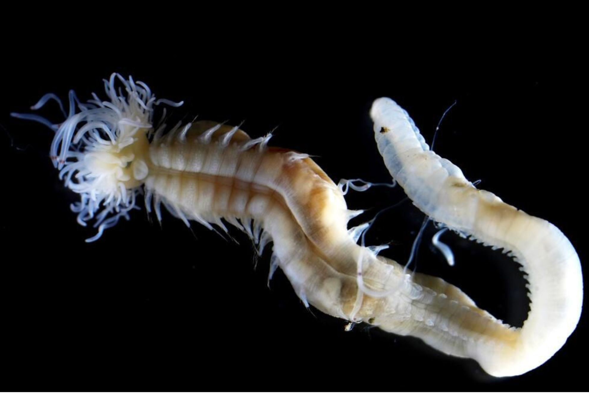 Descubren una extraña especie a 1000 metros de profundidad en la ...