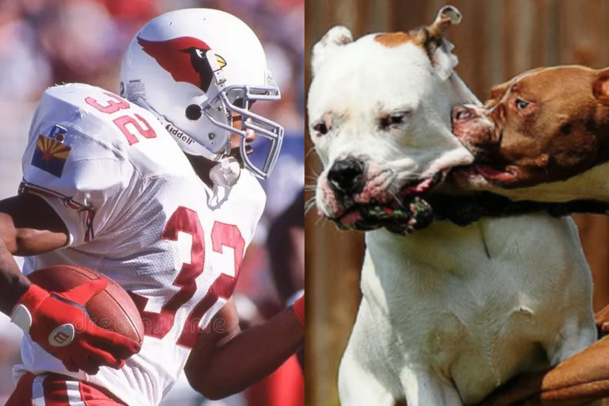 ¡190 'pitbulls'! Una ex jugador de la NFL, acusado por el mayor caso de peleas de perros en ...