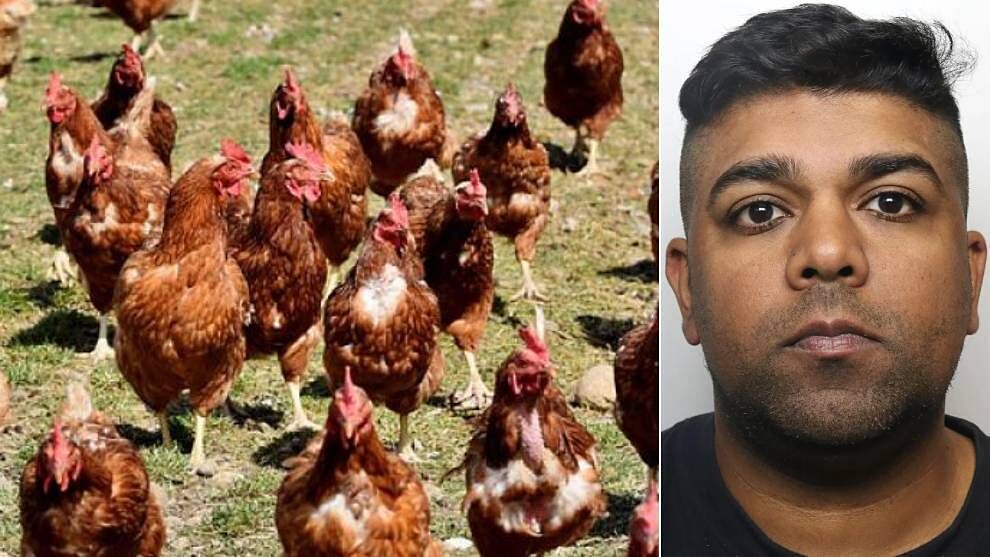 Tres años de cárcel por mantener sexo con gallinas mientras era filmado ...