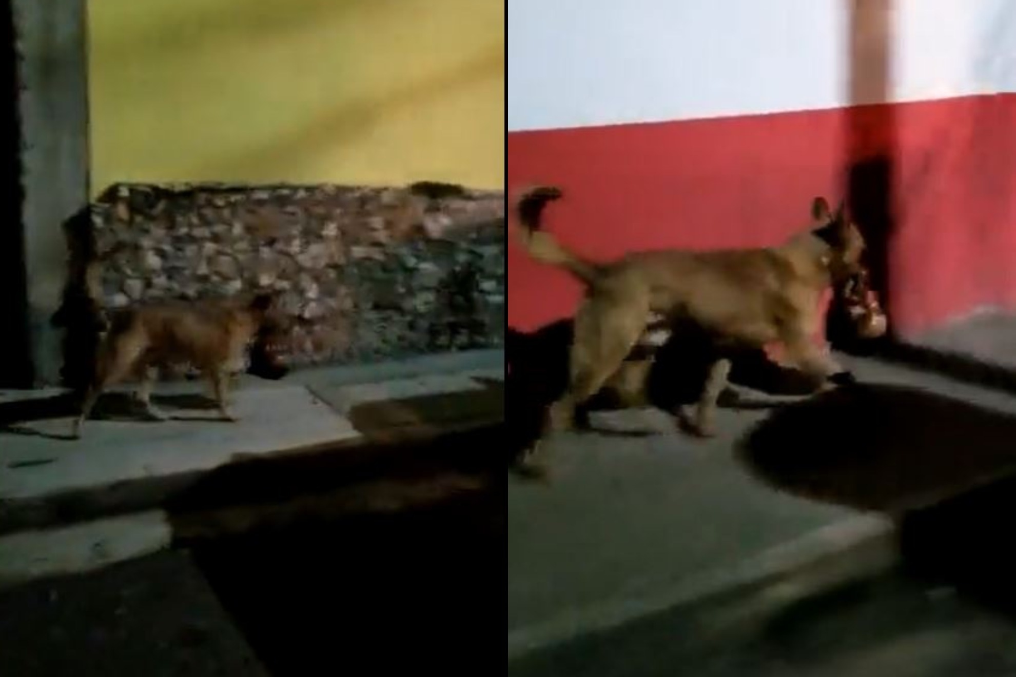 Graban en México a un perro con una cabeza humana en la boca