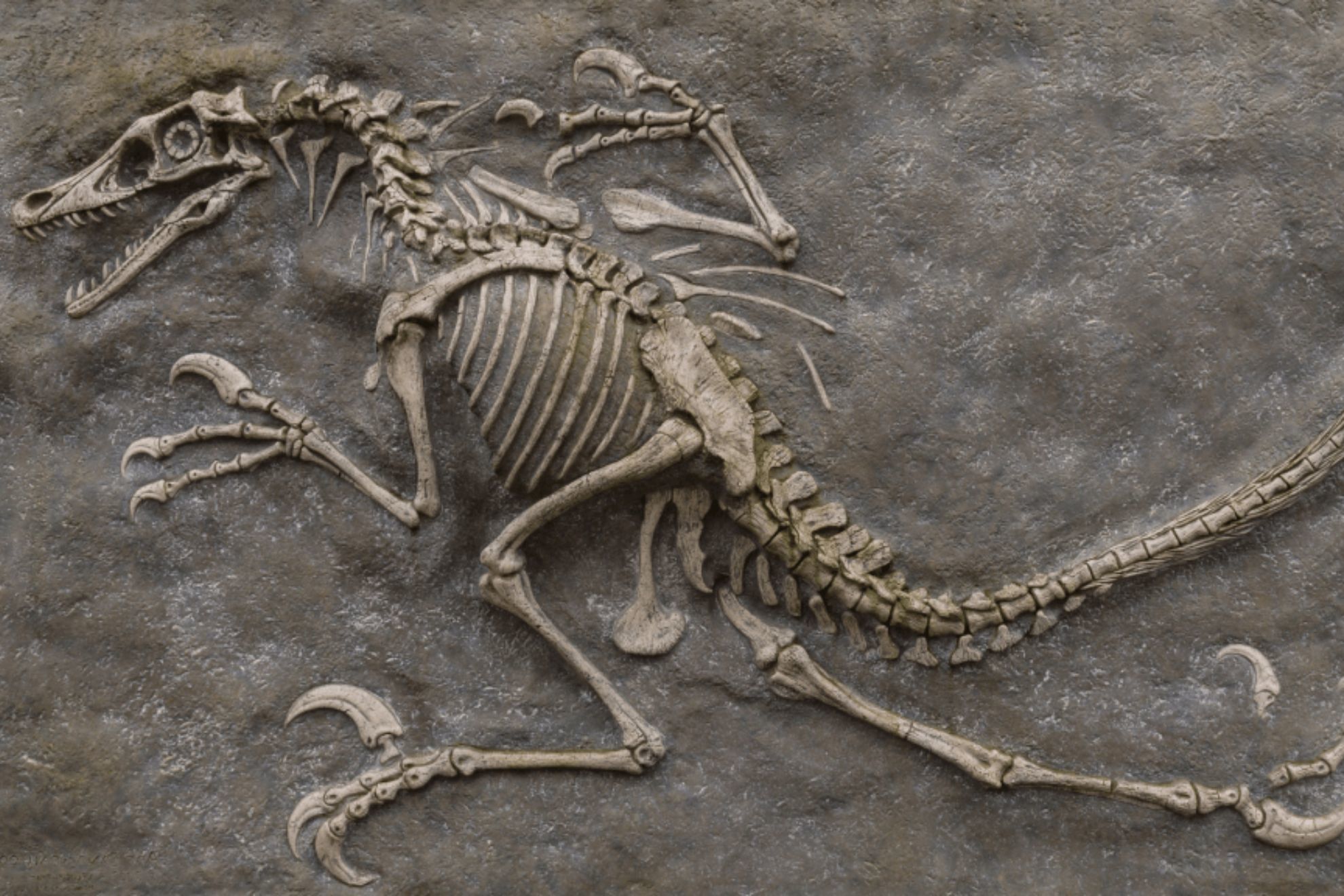 Descubren una nueva especie de dinosaurio