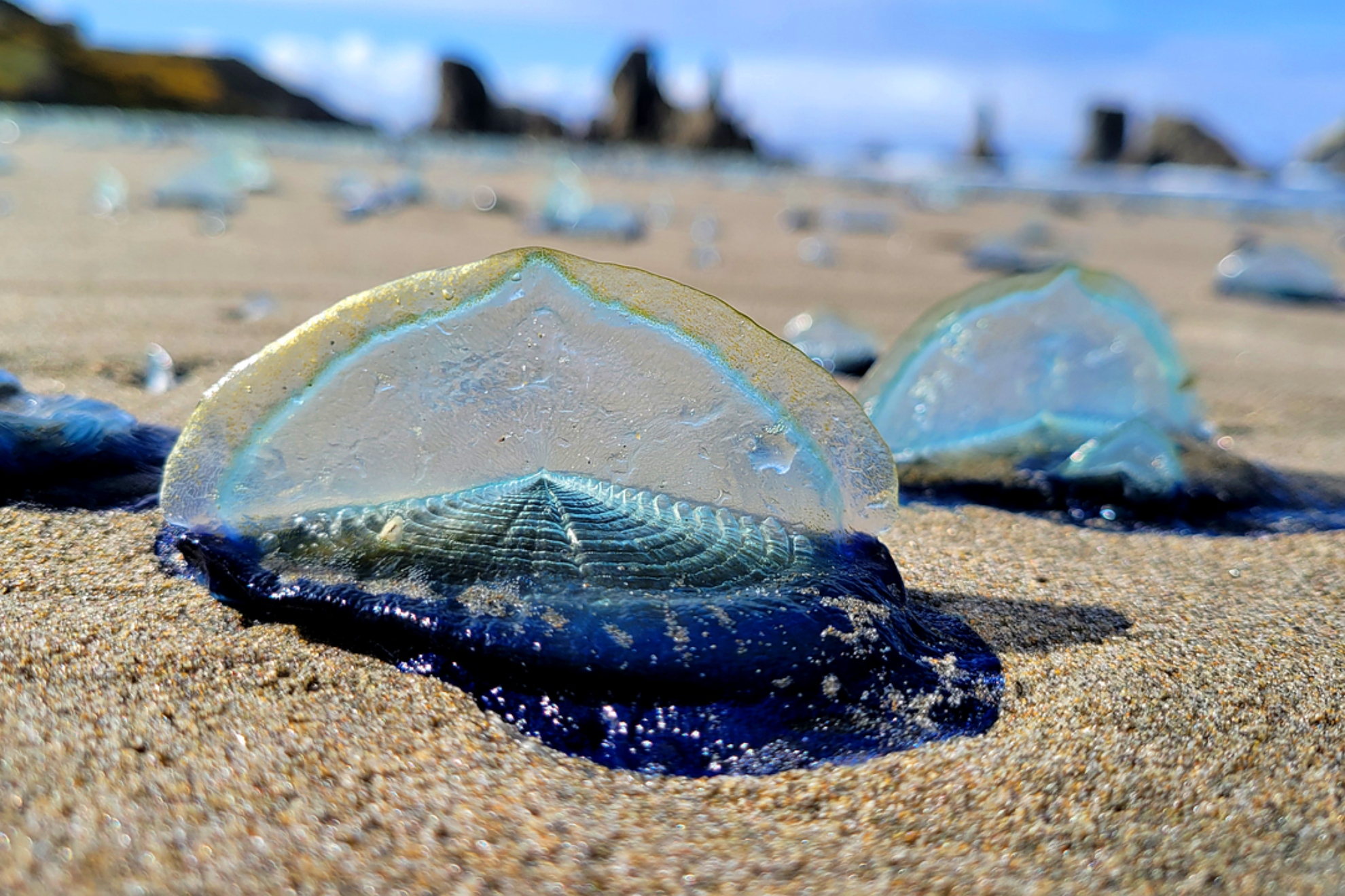¿Cómo consiguen llegar las Velella velella a la superficie?