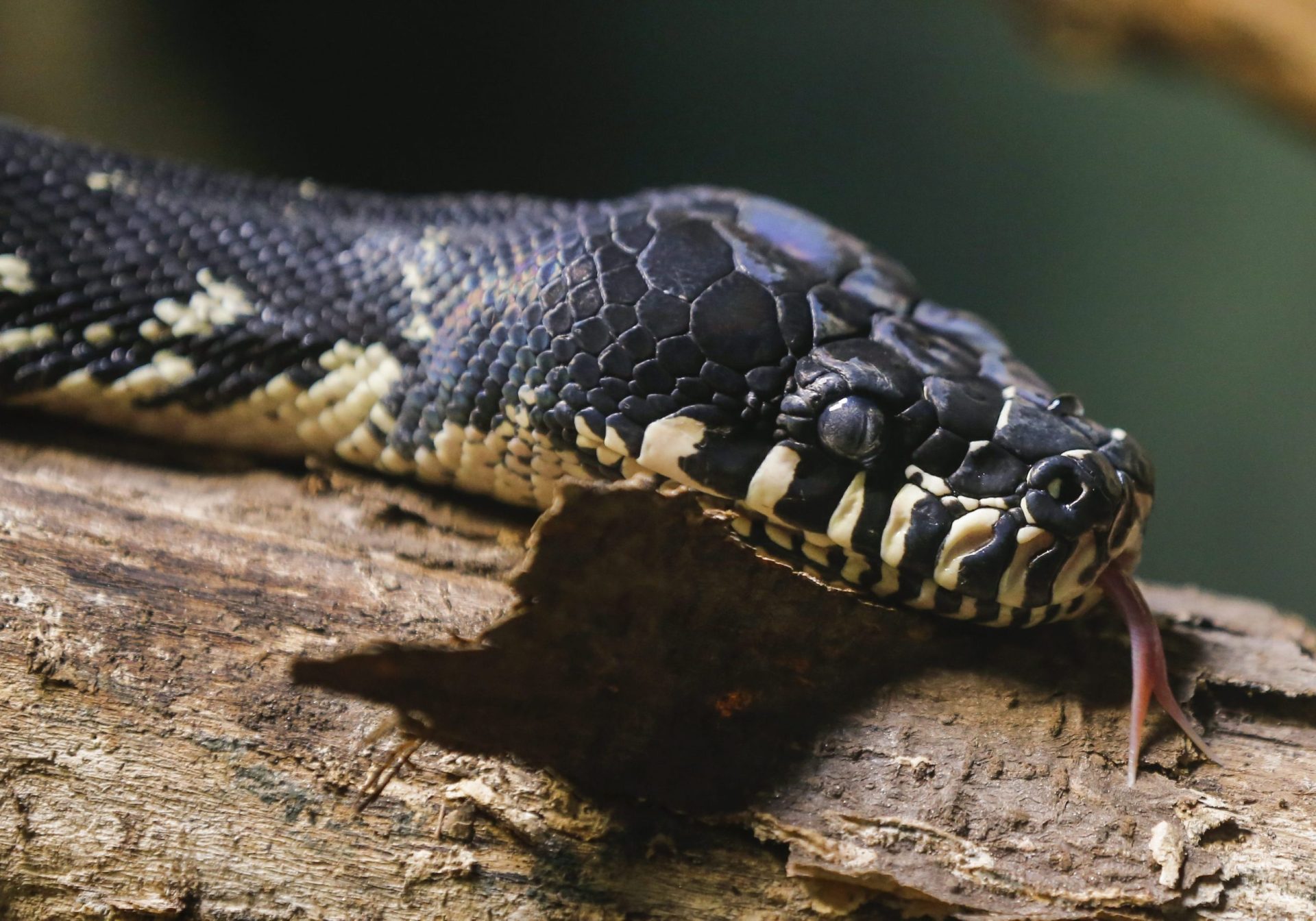 Así es el veneno de la cobra escupidora, la especie que ha ...