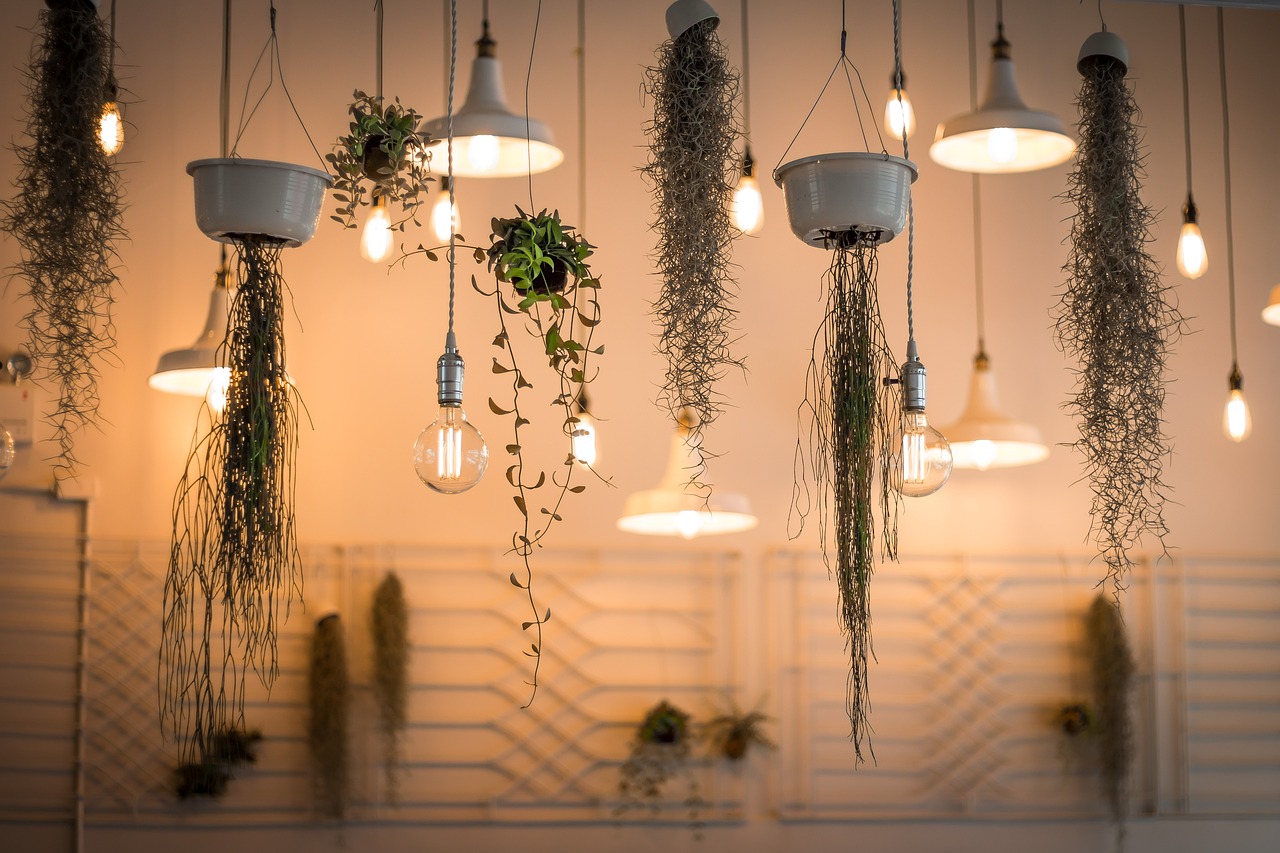 Recomendaciones para tener muchas plantas en casa