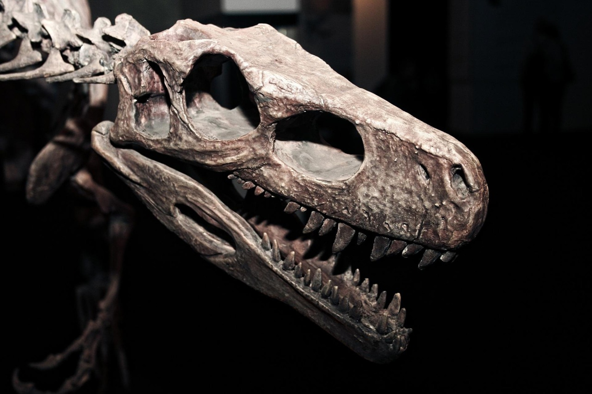 Novedades en la paleontología después de que un equipo encuentre en ...