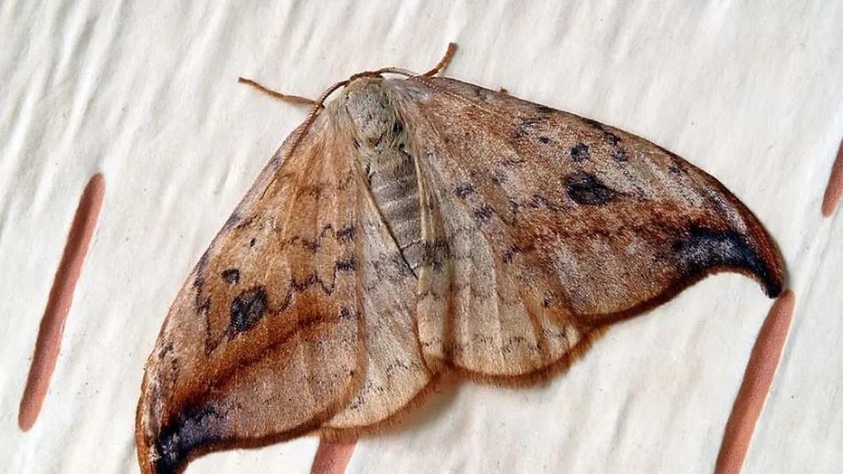 Alerta en España por una plaga de polillas gigantes procedentes de África