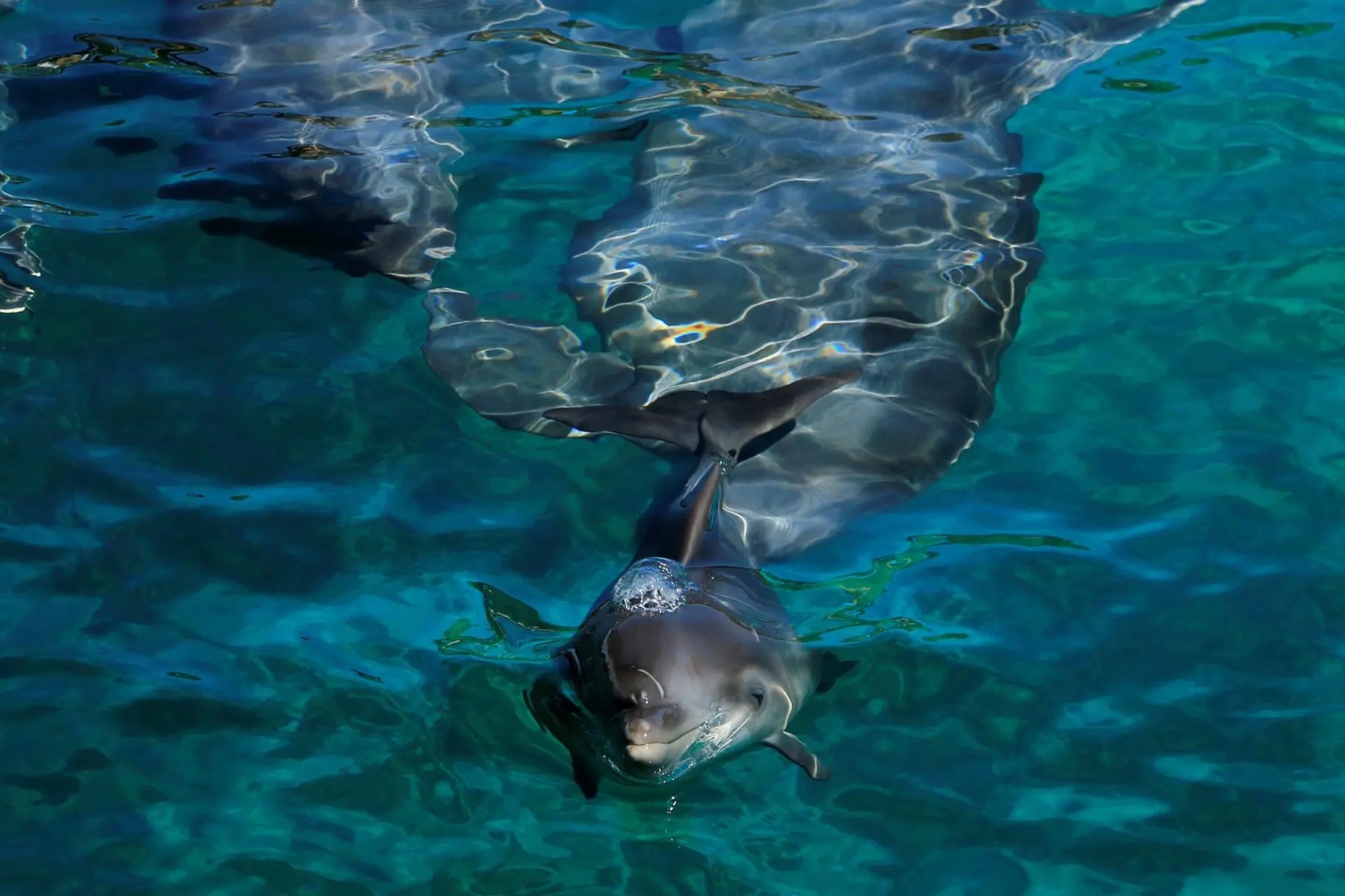 Descubren que los delfines se comunican usando un lenguaje propio ...