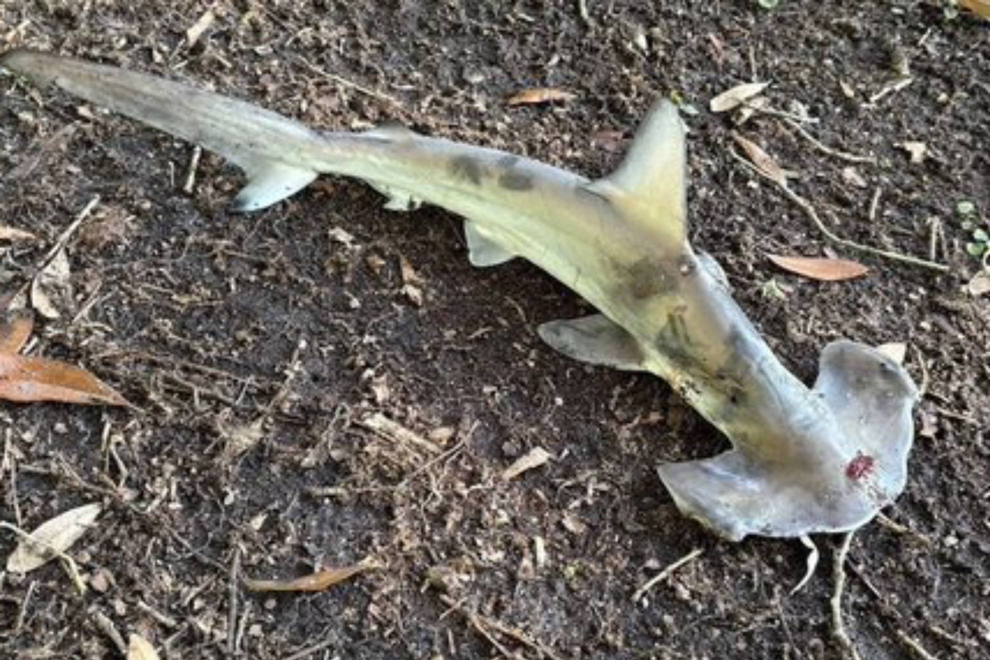 Un tiburón cae desde el cielo durante un partido: ¿Sharknado en el disc ...