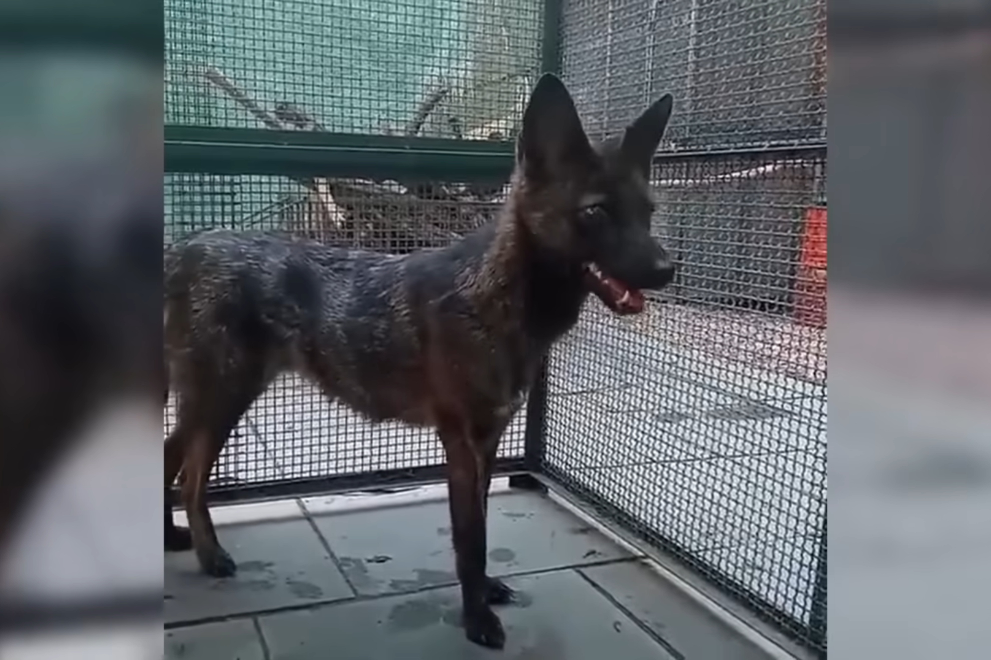 Un atropello a un supuesto perro permite descubrir a un nuevo animal ...